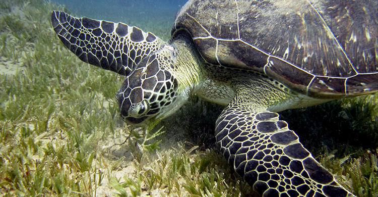 When does the migration of sea turtles occur and why?. - Seafood Peddler