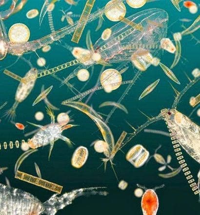The Plankton: The Smallest Beings with the Greatest Impact. - Seafood ...