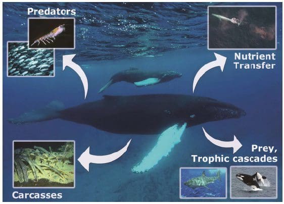 Whales: Giants of the Ocean. - Seafood Peddler