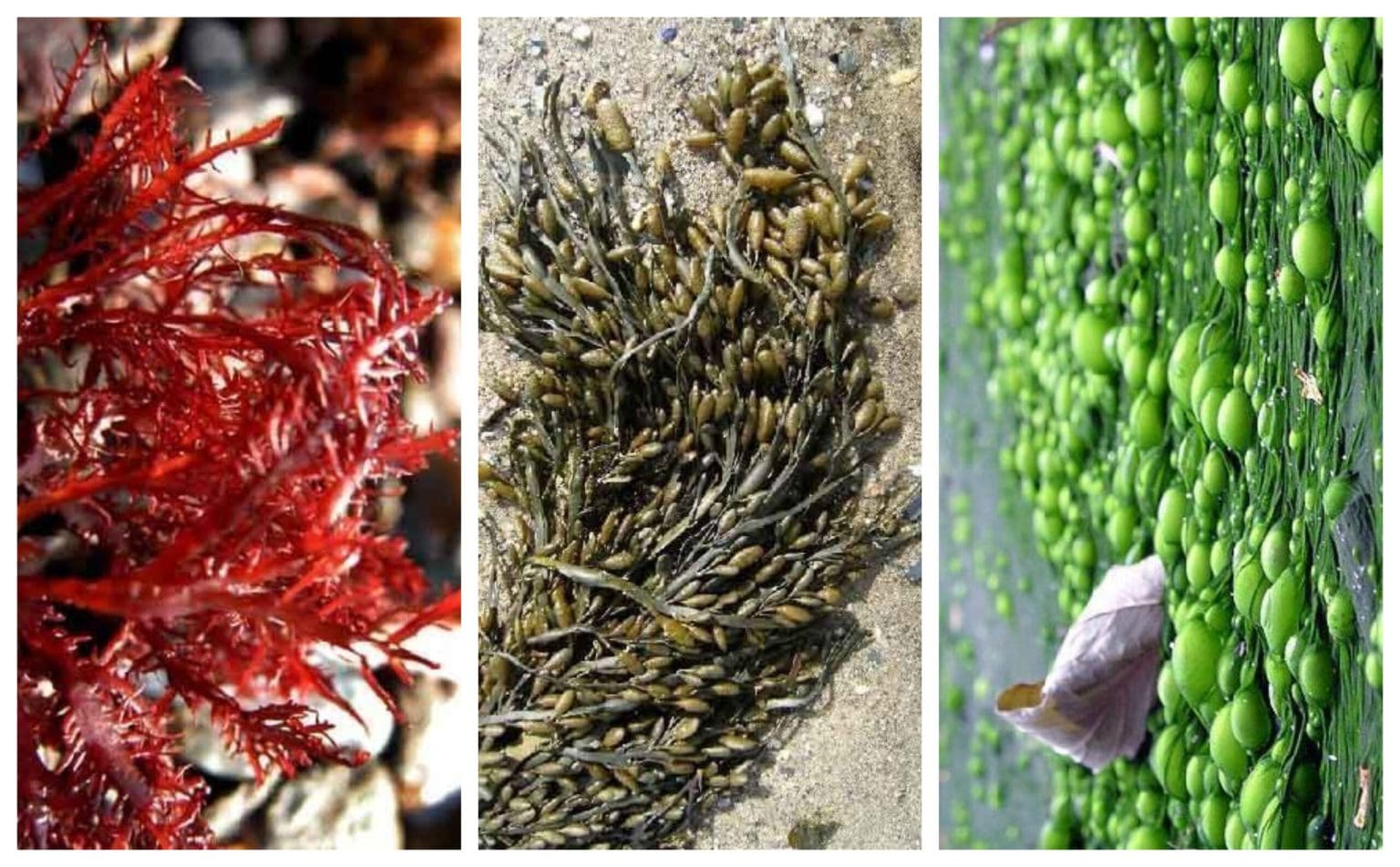 What is the function of marine algae in the ecosystem? - Seafood Peddler